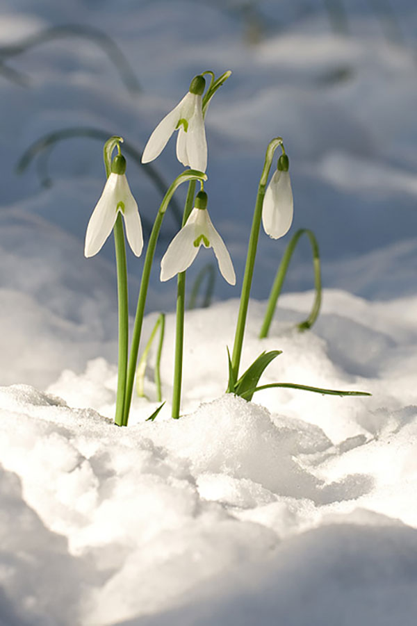 BUCANEVE: Il fiore di latte