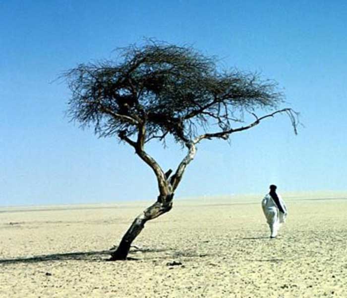 Acacia (genere): Le Regine delle savane