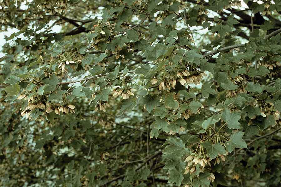 Acer (genere): Il classico non passa di moda (2)