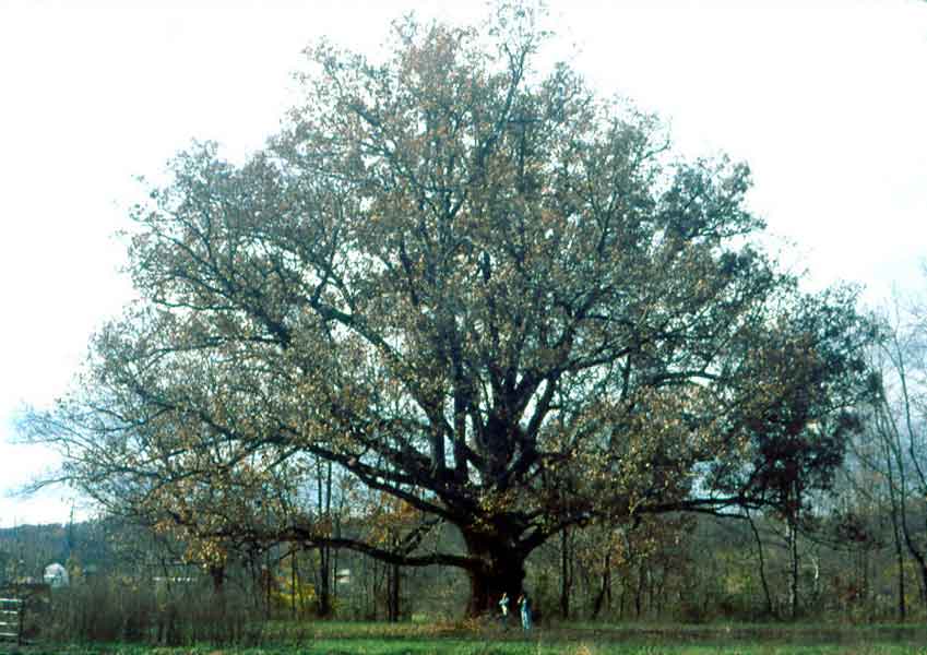 Quercus (genere): L'albero dell'emisfero nord (1)