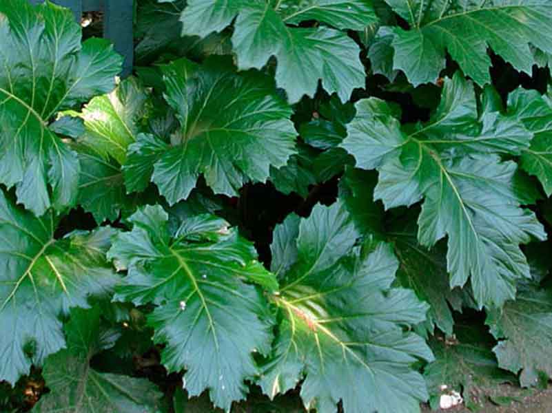 ACANTO: Una decorazione vivente