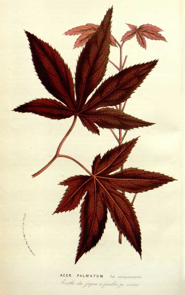 ACERO PALMATO: Nelle mani dei giardinieri giapponesi