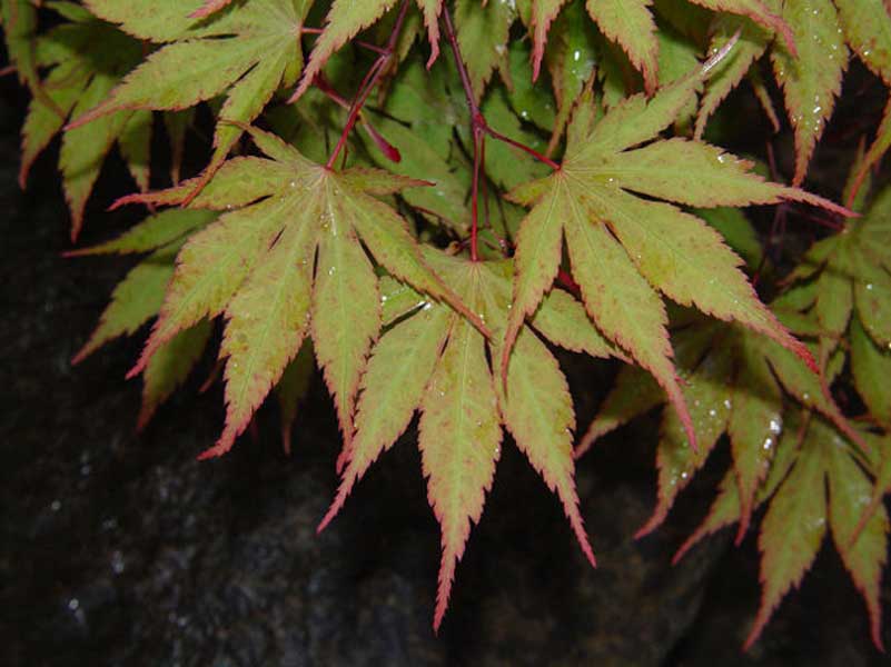 ACERO PALMATO: Nelle mani dei giardinieri giapponesi