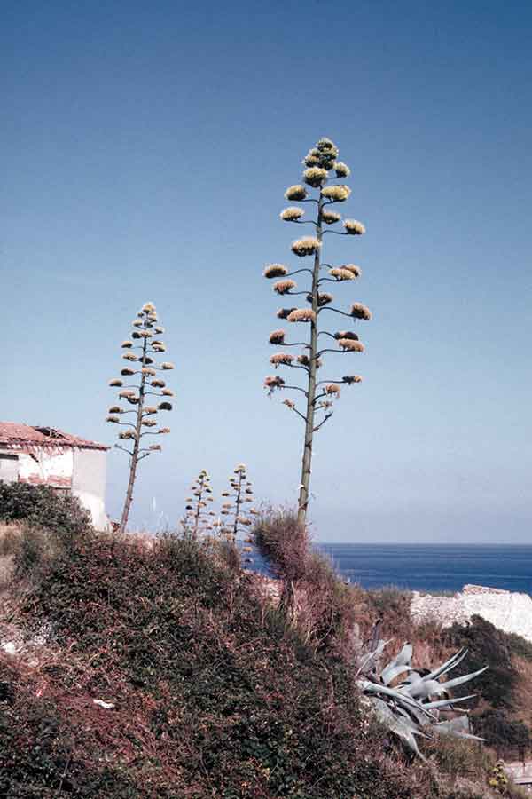 AGAVE: La pianta del secolo