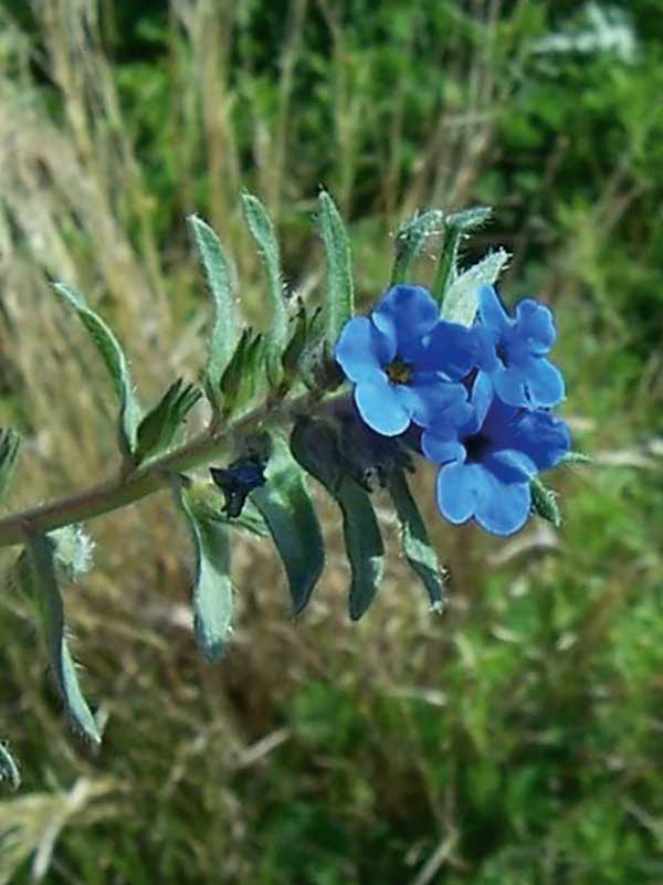 ALKANNA: L’araba radice