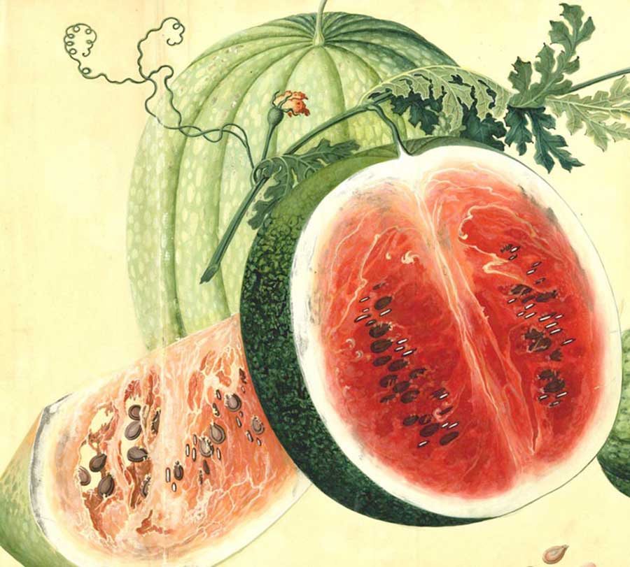 ANGURIA: Dall’Africa un regalo per l’estate