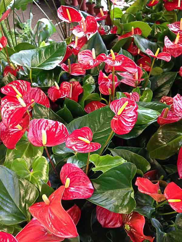 ANTURIO: Odore a parte