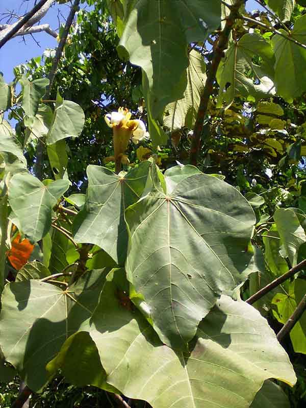 BALSA: Elogio della leggerezza