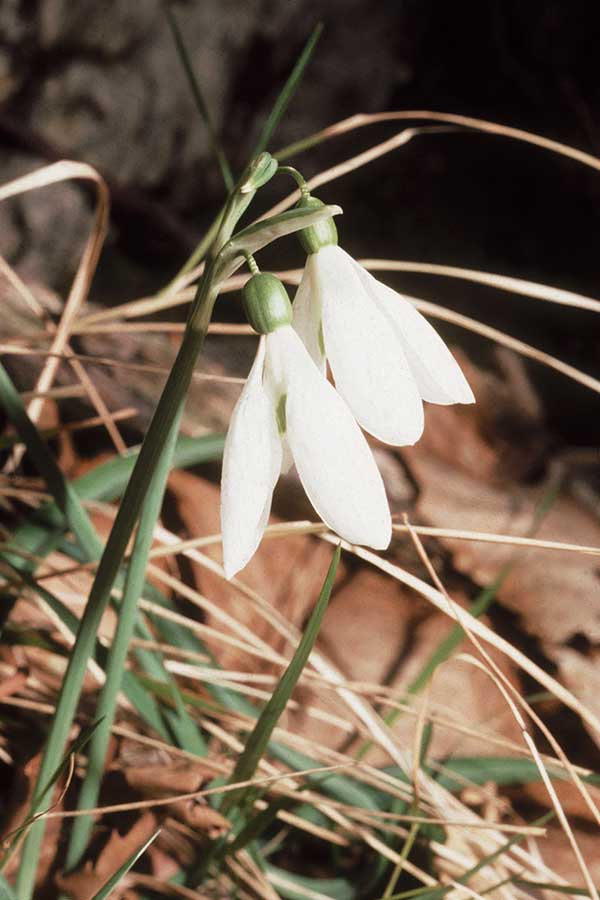 BUCANEVE: Il fiore di latte