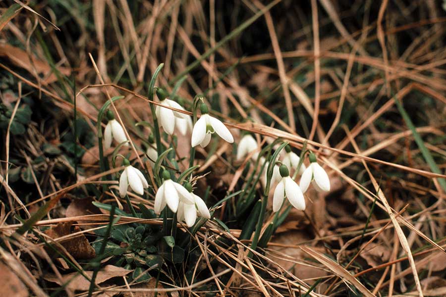 BUCANEVE: Il fiore di latte