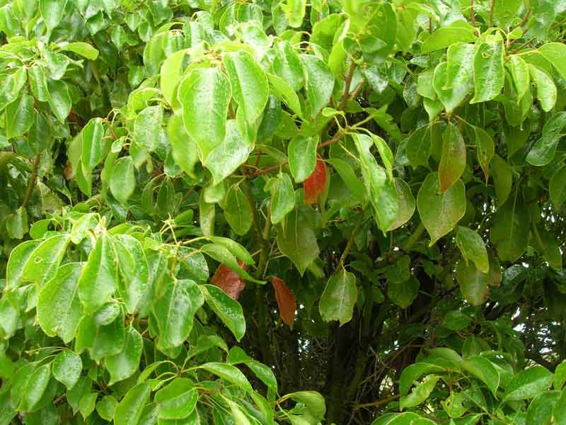 CANFORA: I massaggi del ciclista