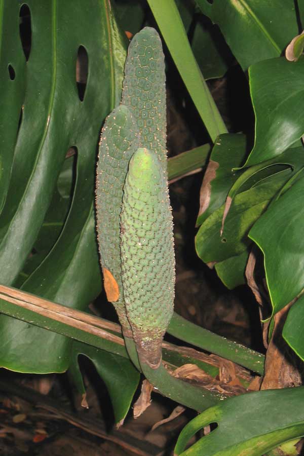 CERIMAN: La pianta del formaggio svizzero