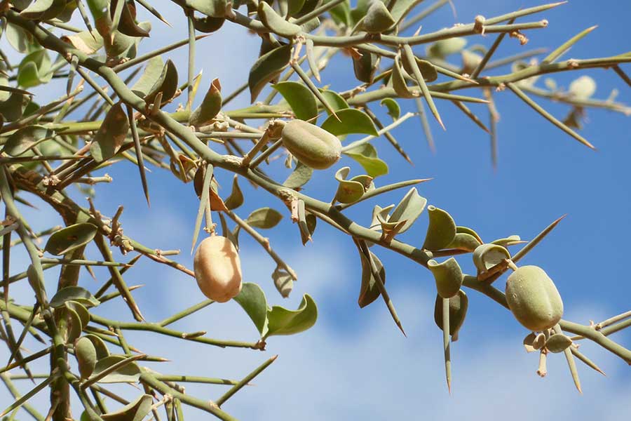 DATTERO DEL DESERTO: Le carovane che partivano dall’Egitto