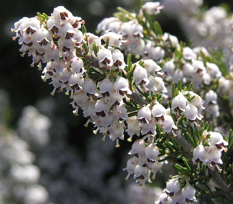ERICA ARBOREA: Un indizio preoccupante