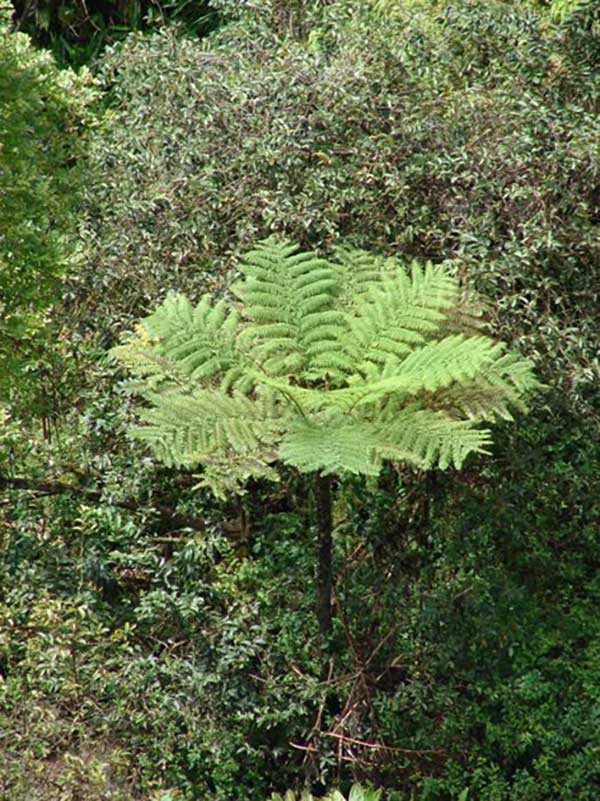 FELCE ARBOREA AUSTRALIANA: L’eleganza del passato