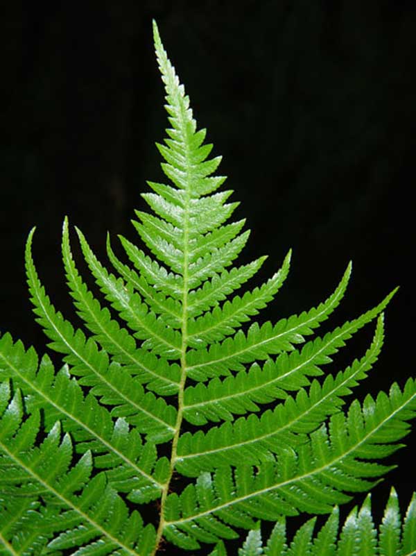 FELCE ARBOREA AUSTRALIANA: L’eleganza del passato