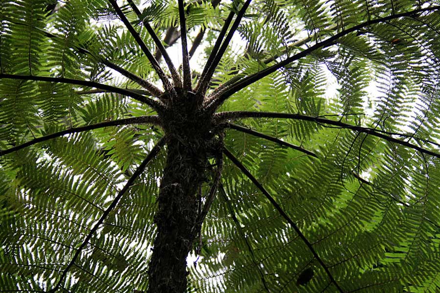 FELCE ARBOREA AUSTRALIANA: L’eleganza del passato