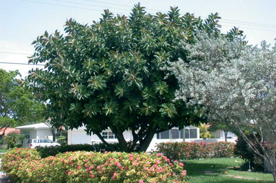 FICO ELASTICO: Il nostro caucciù da appartamento