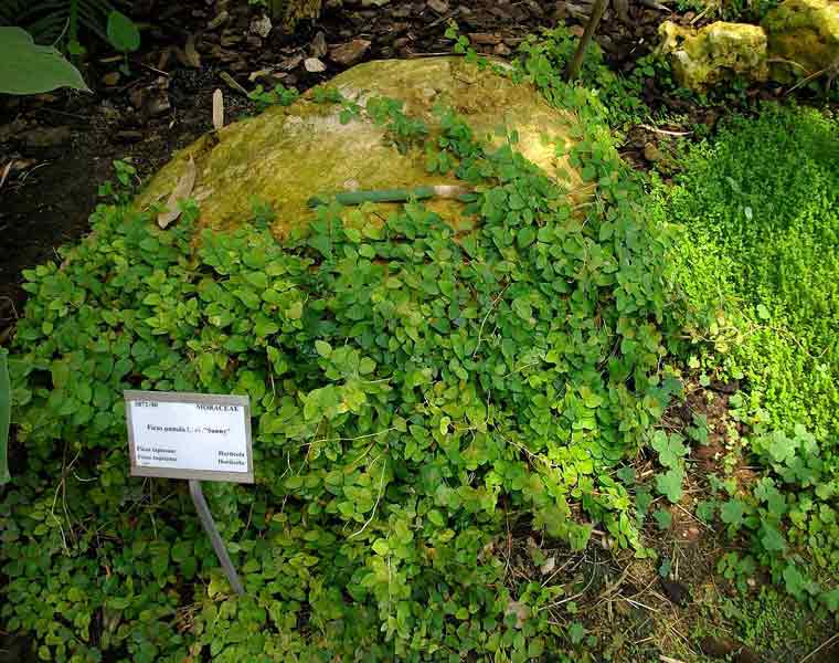 FICO RAMPICANTE: La pianta dalle due fasi