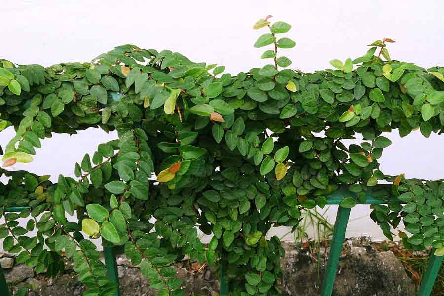 FICO RAMPICANTE: La pianta dalle due fasi
