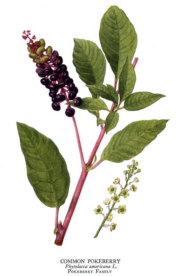 FITOLACCA: L’uva turca che non è turca