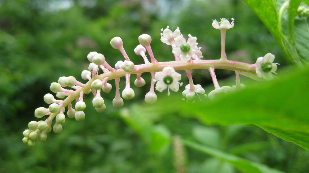 FITOLACCA: L’uva turca che non è turca
