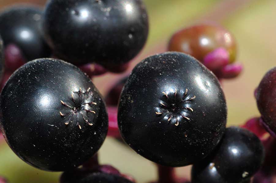 FITOLACCA: L’uva turca che non è turca