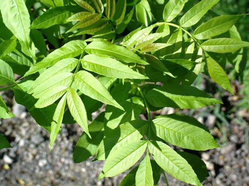 FRASSINO: L’albero nordico della creazione
