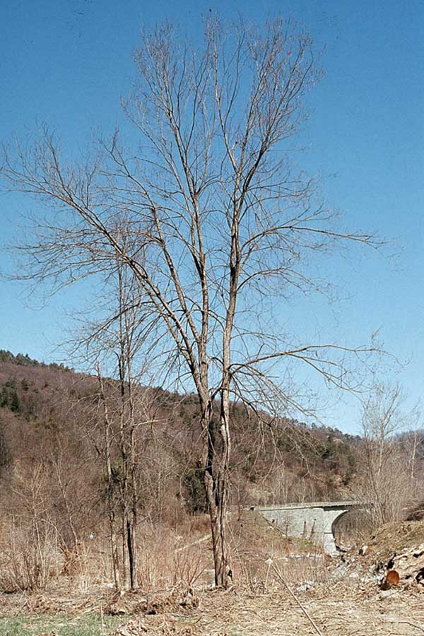 FRASSINO: L’albero nordico della creazione