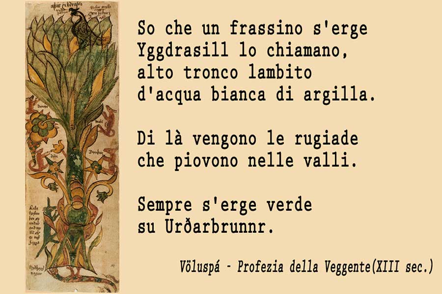 FRASSINO: L’albero nordico della creazione