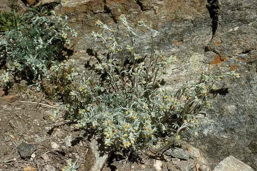 GENEPY: La raccolta probita