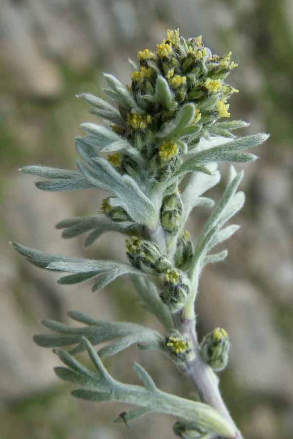 GENEPY: La raccolta probita