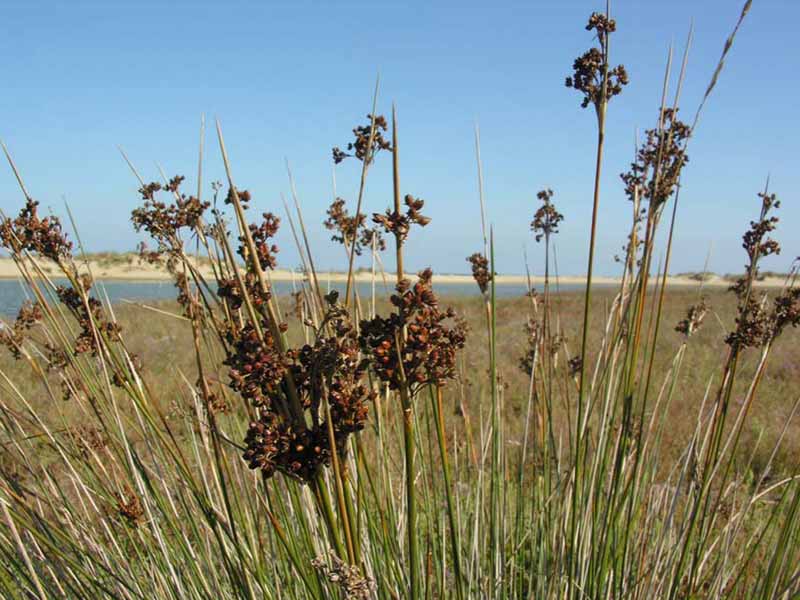 GIUNCO: Ciò che unisce
