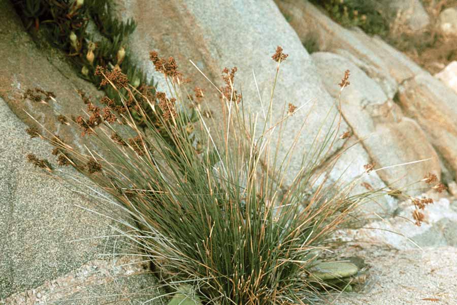 GIUNCO: Ciò che unisce