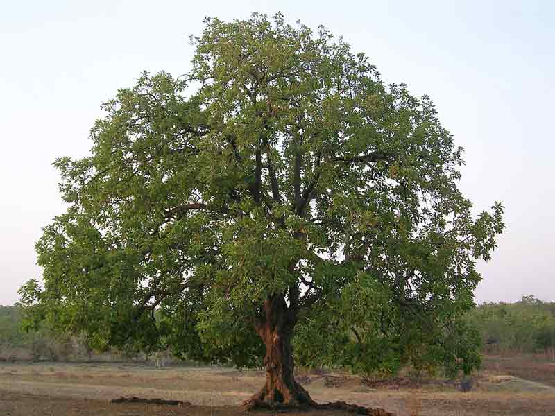 KOSSO: In caso di verme solitario