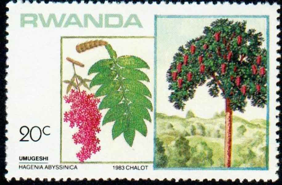 KOSSO: In caso di verme solitario