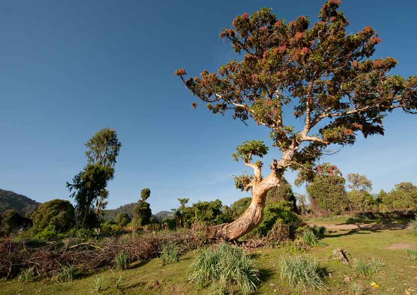 KOSSO: In caso di verme solitario