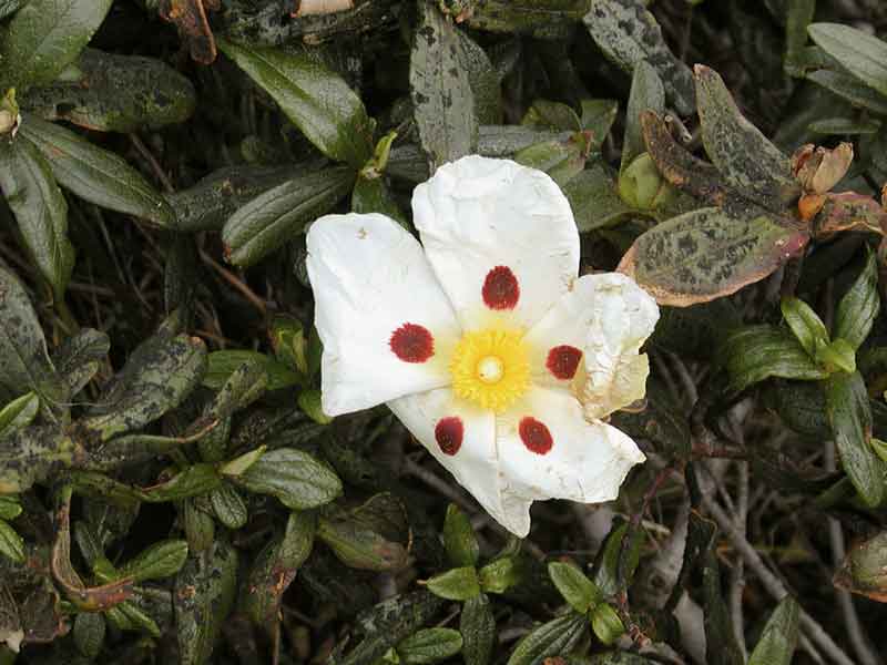 LADANO: Dalla barba delle capre