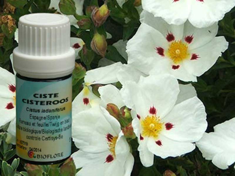 LADANO: Dalla barba delle capre