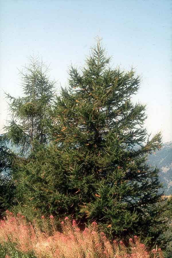 LARICE: Le stagioni delle Alpi