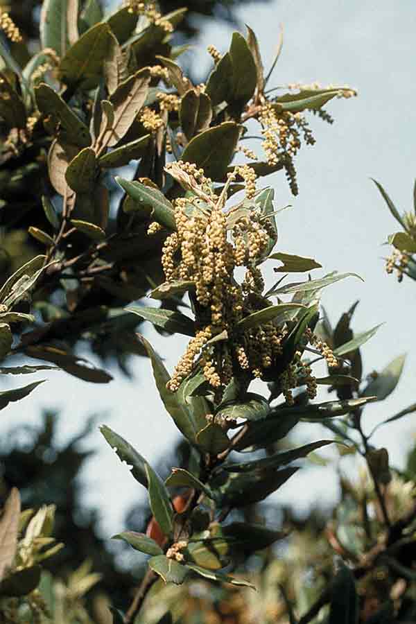 LECCIO: Prima di noi