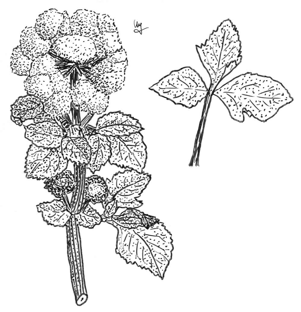 MACERONE: Risorgere dalle macerie