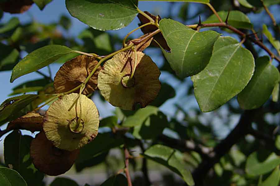 MARRUCA: La corona di spine