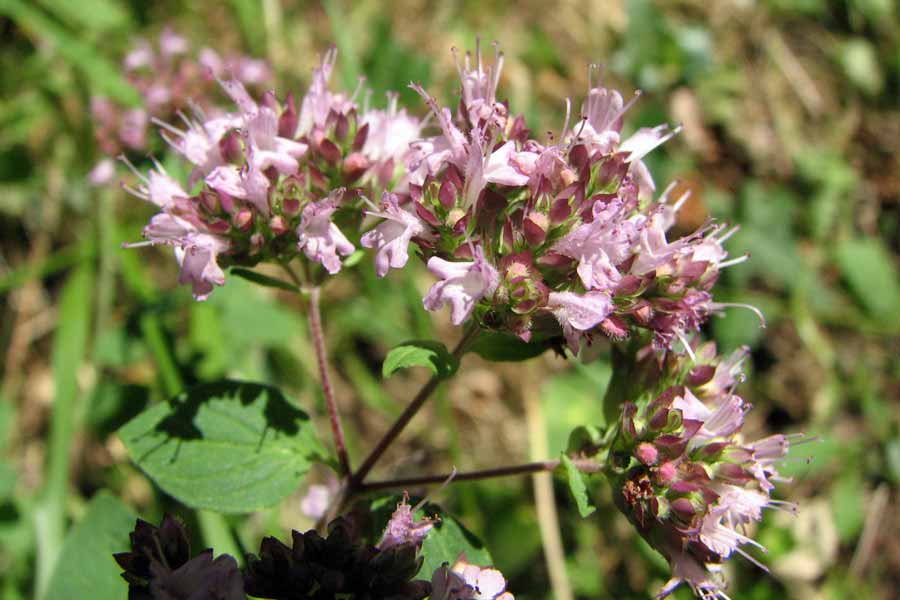 ORIGANO: Gioia della montagna