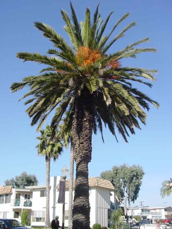 PALMA DELLE CANARIE: Un miele senza api