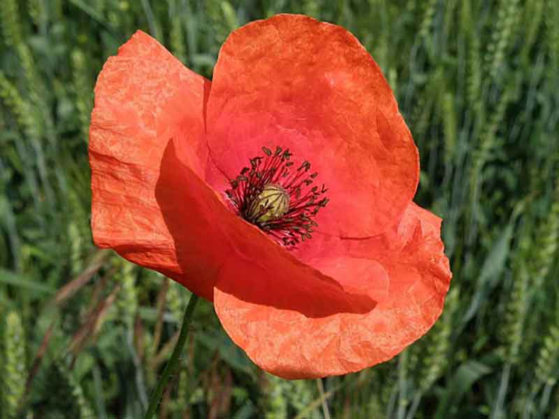 PAPAVERO: Lungo il cammino del grano