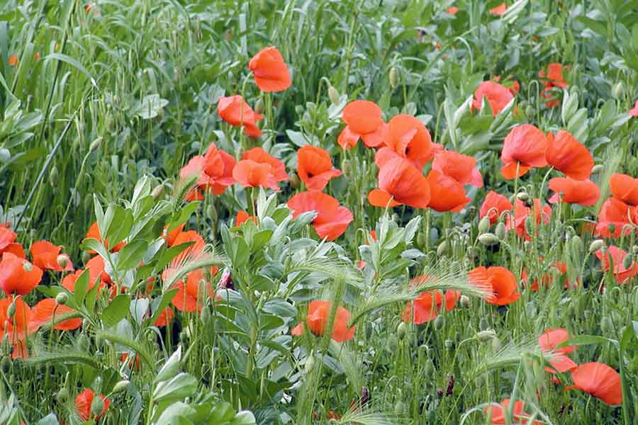 PAPAVERO: Lungo il cammino del grano