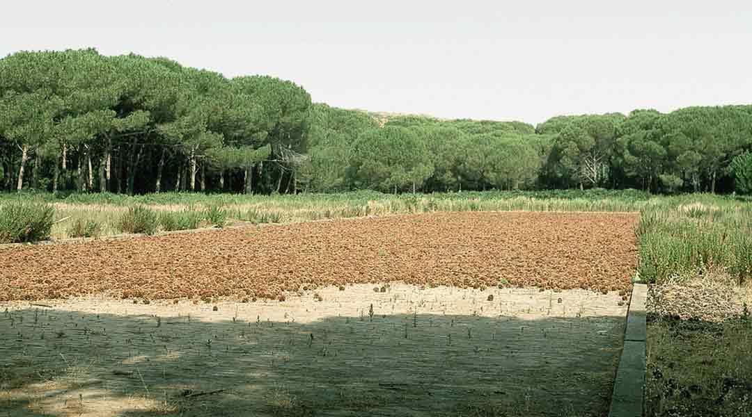 PINO DOMESTICO: Domestico italiano
