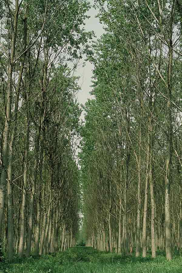 PIOPPO NERO: Tutti in fila