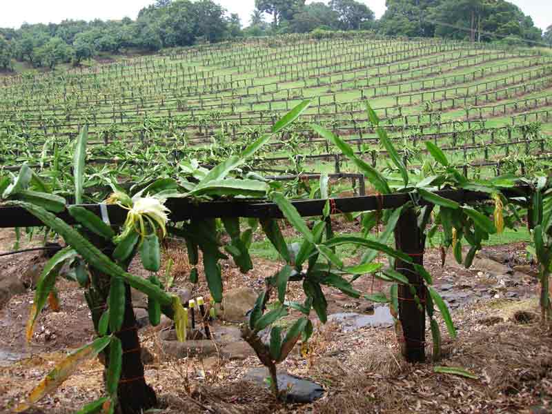 Pianta Esotica Da Frutto Pianta Pitaya Vendita Piante Di Pitaya In 3 ...
